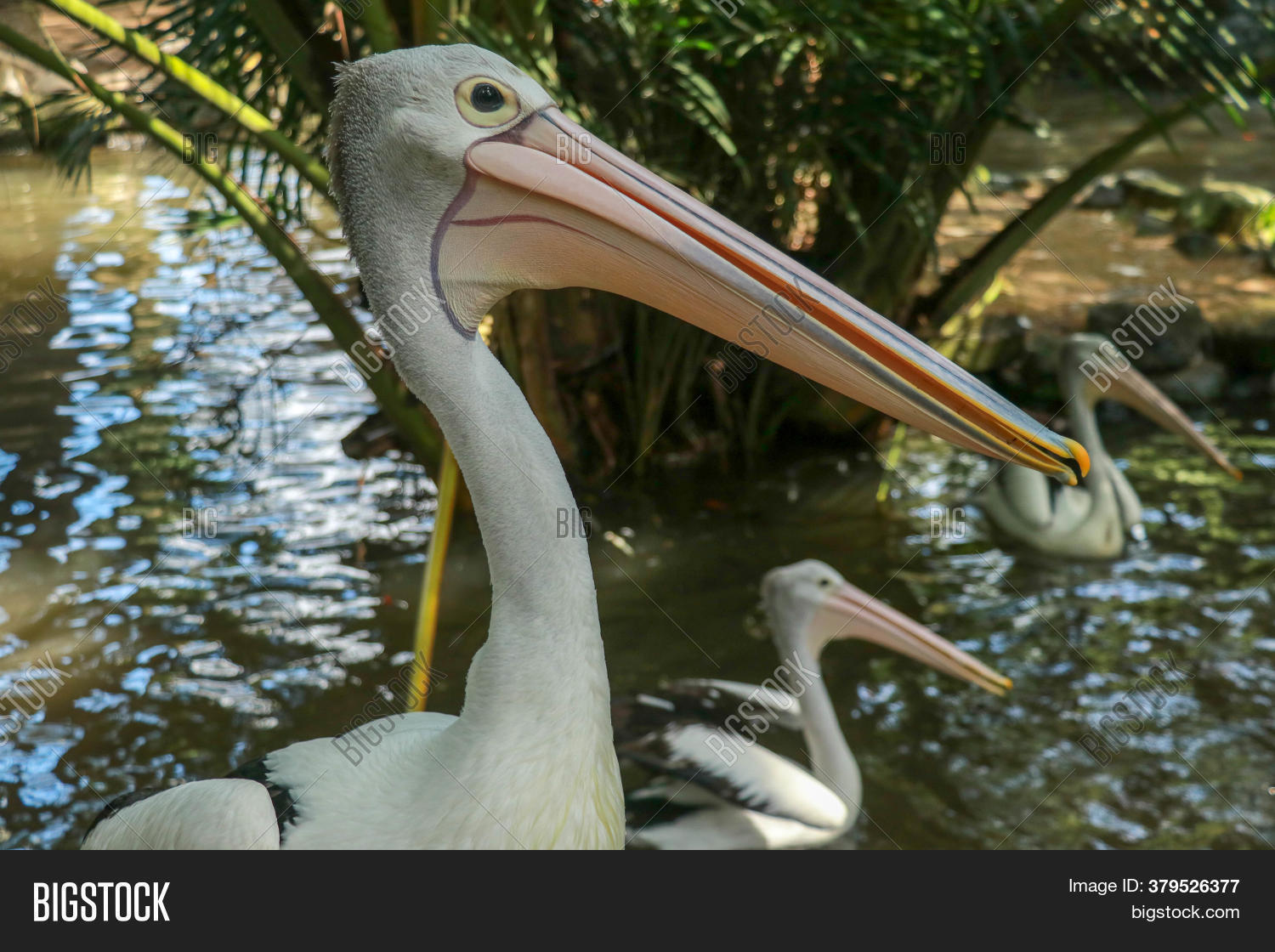 Beautiful Pelican On Image & Photo (Free Trial) | Bigstock