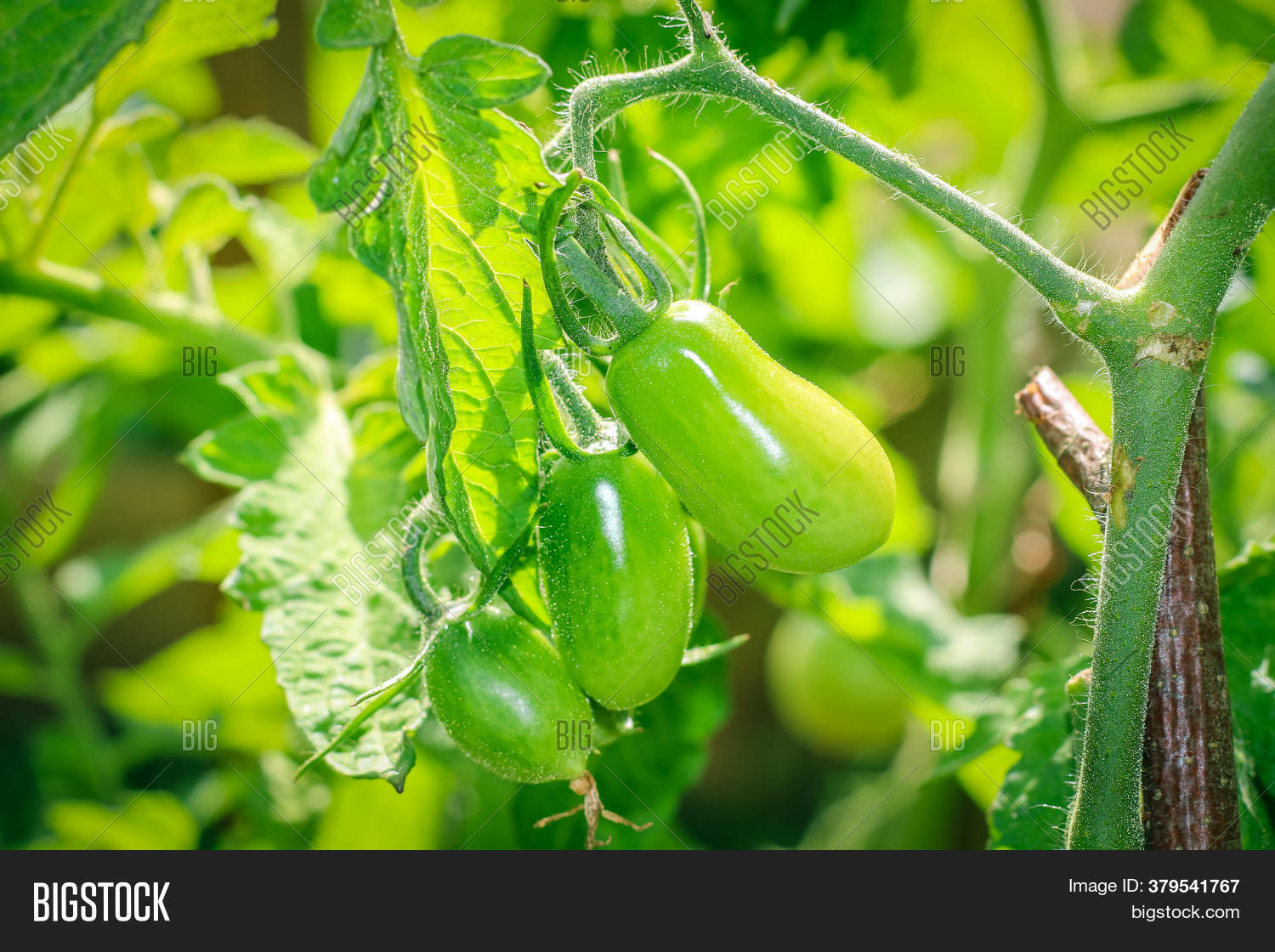 Tiny Garden Tomatoes Image & Photo (Free Trial) | Bigstock
