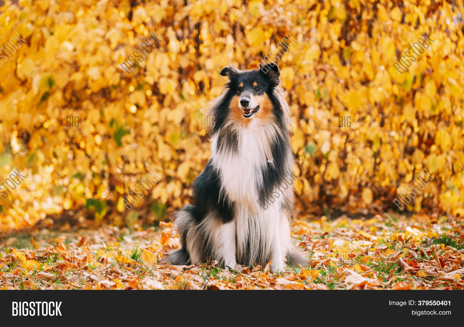 Tricolor Rough Collie Image & Photo (Free Trial) | Bigstock