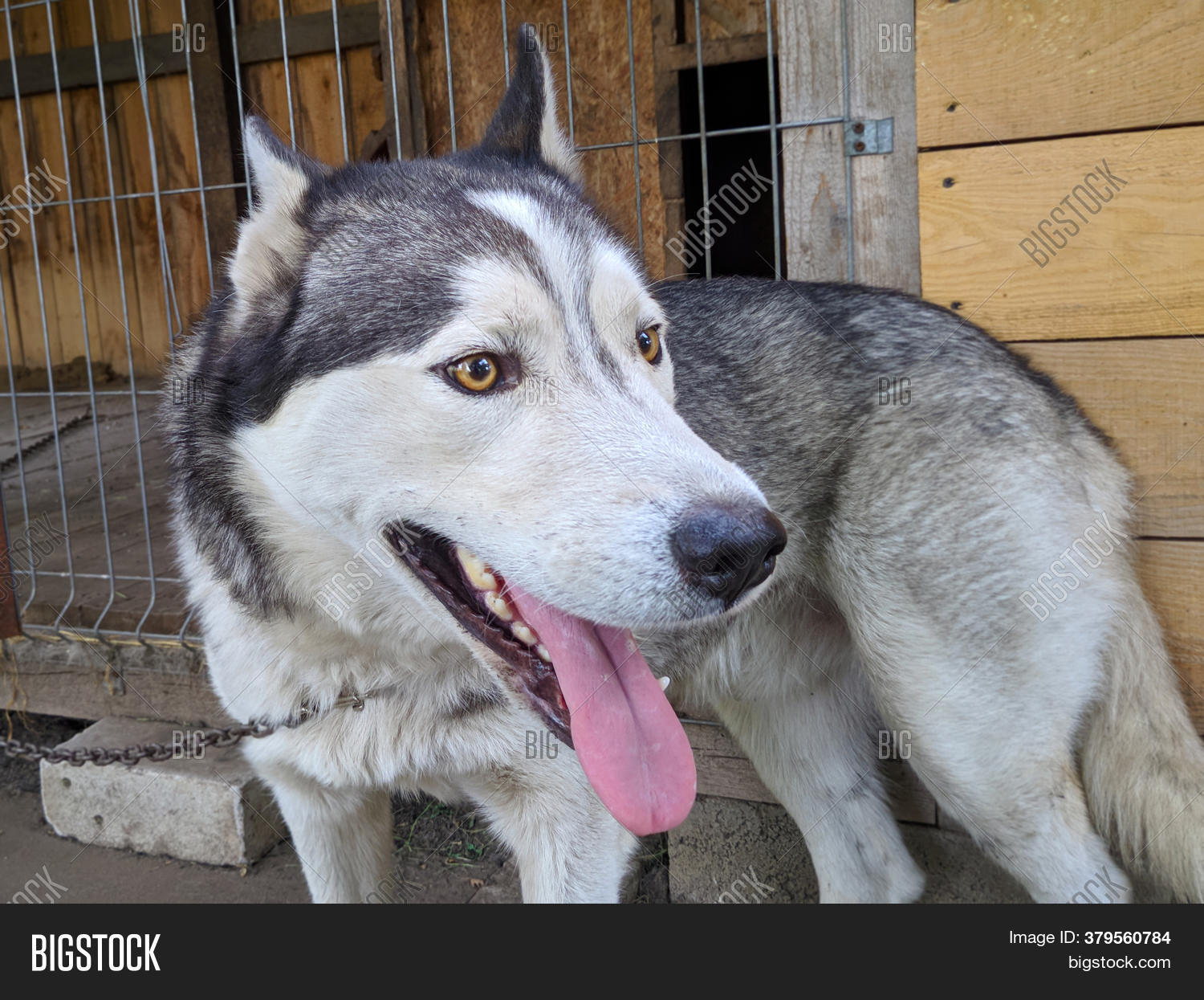 Husky Dog On Chain Image & Photo (Free Trial) | Bigstock