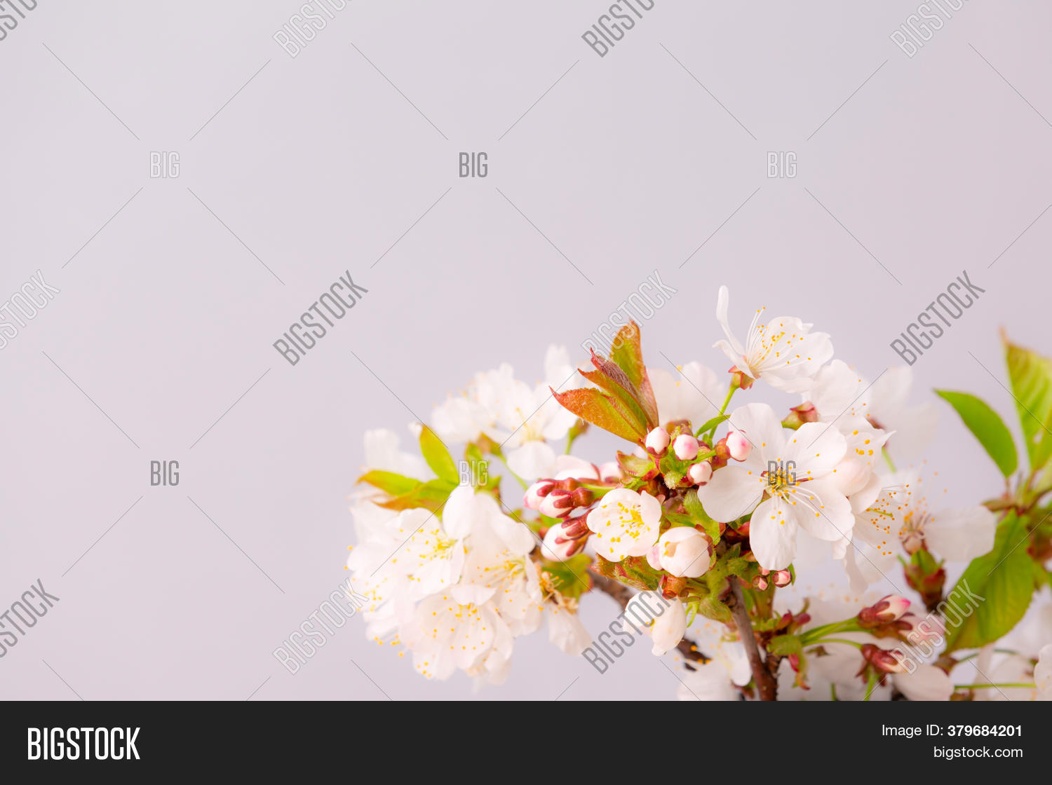Spring Studio Macro Image & Photo (Free Trial) | Bigstock