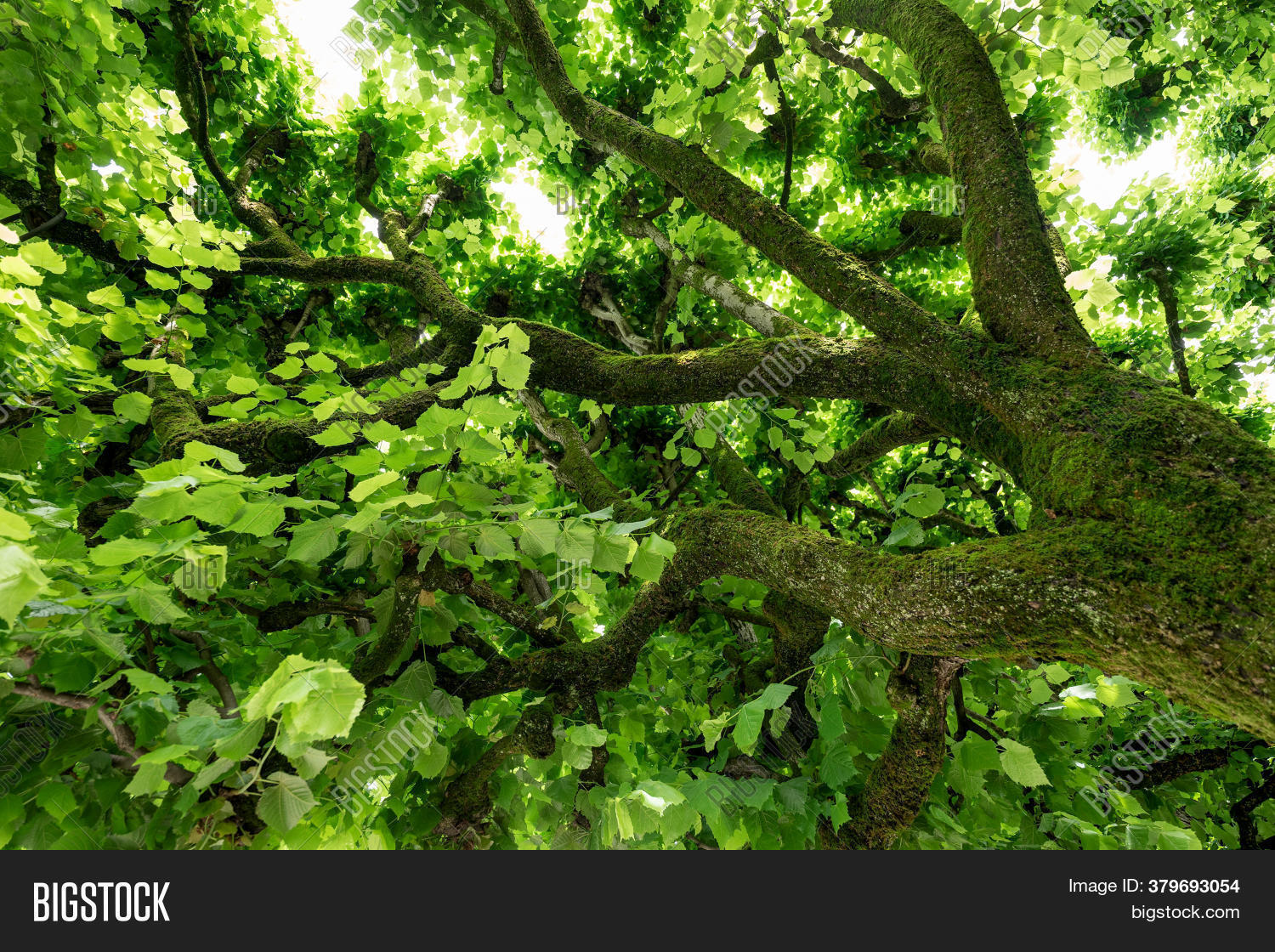 View Into Tree Top Image & Photo (Free Trial) | Bigstock