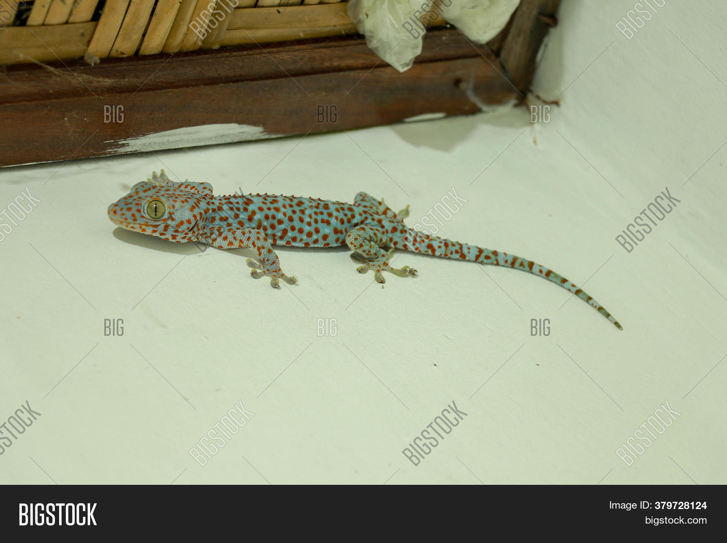 Giant Tokeh Gekko Image & Photo (Free Trial) | Bigstock