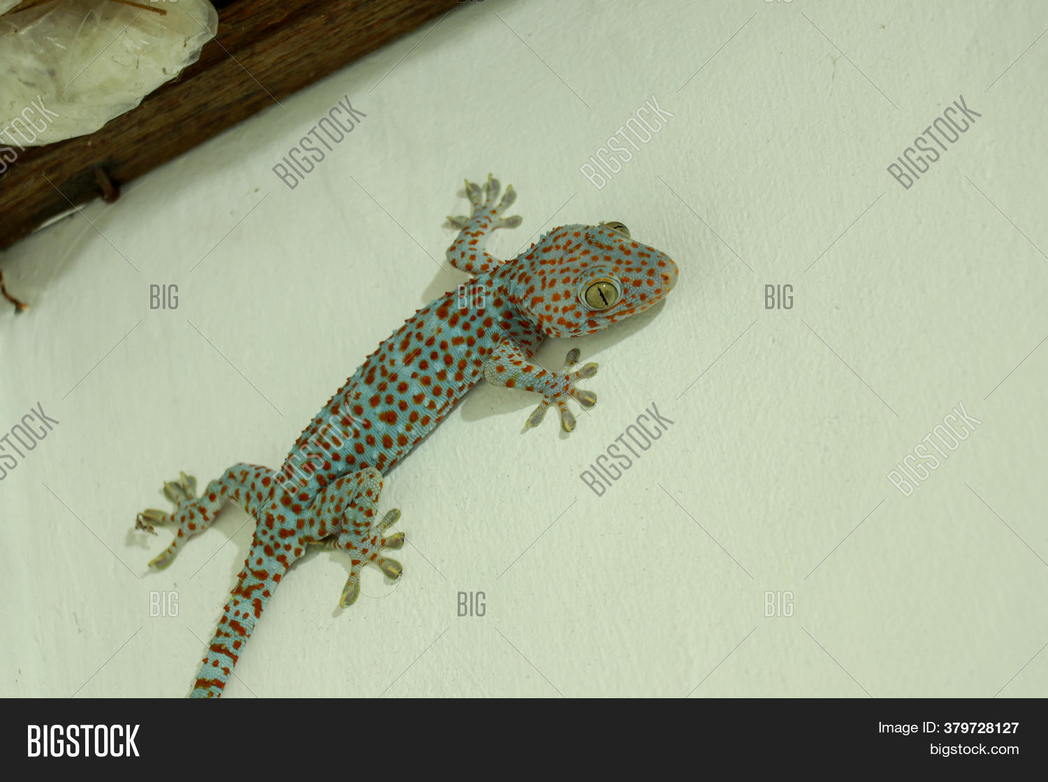 Giant Tokeh Gekko Image & Photo (Free Trial) | Bigstock