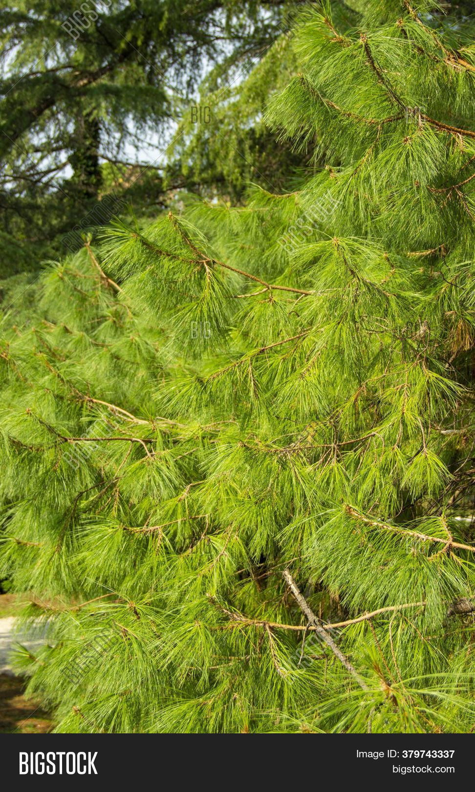 Pinus Patula. Pinus Image & Photo (Free Trial) | Bigstock