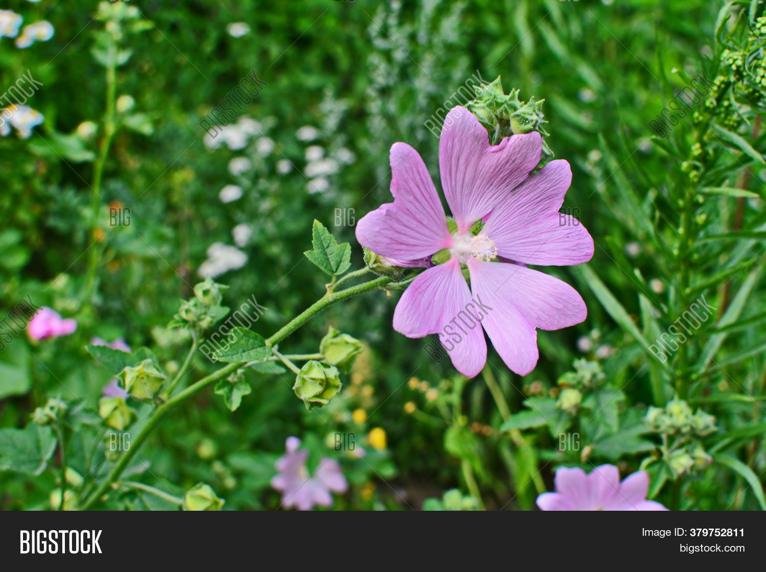 Wild Mallow Summer Image & Photo (Free Trial) | Bigstock