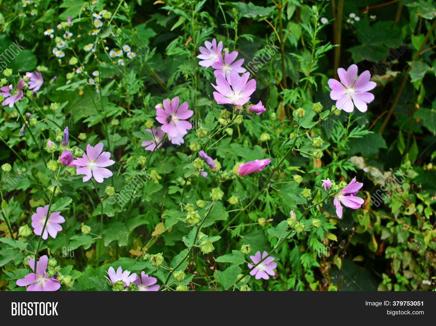 Wild Mallow Summer Image & Photo (Free Trial) | Bigstock