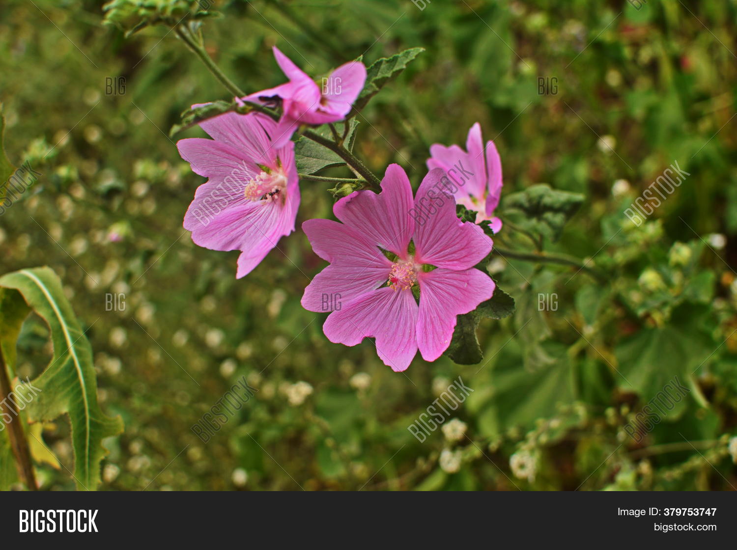 Wild Mallow Summer Image & Photo (Free Trial) | Bigstock