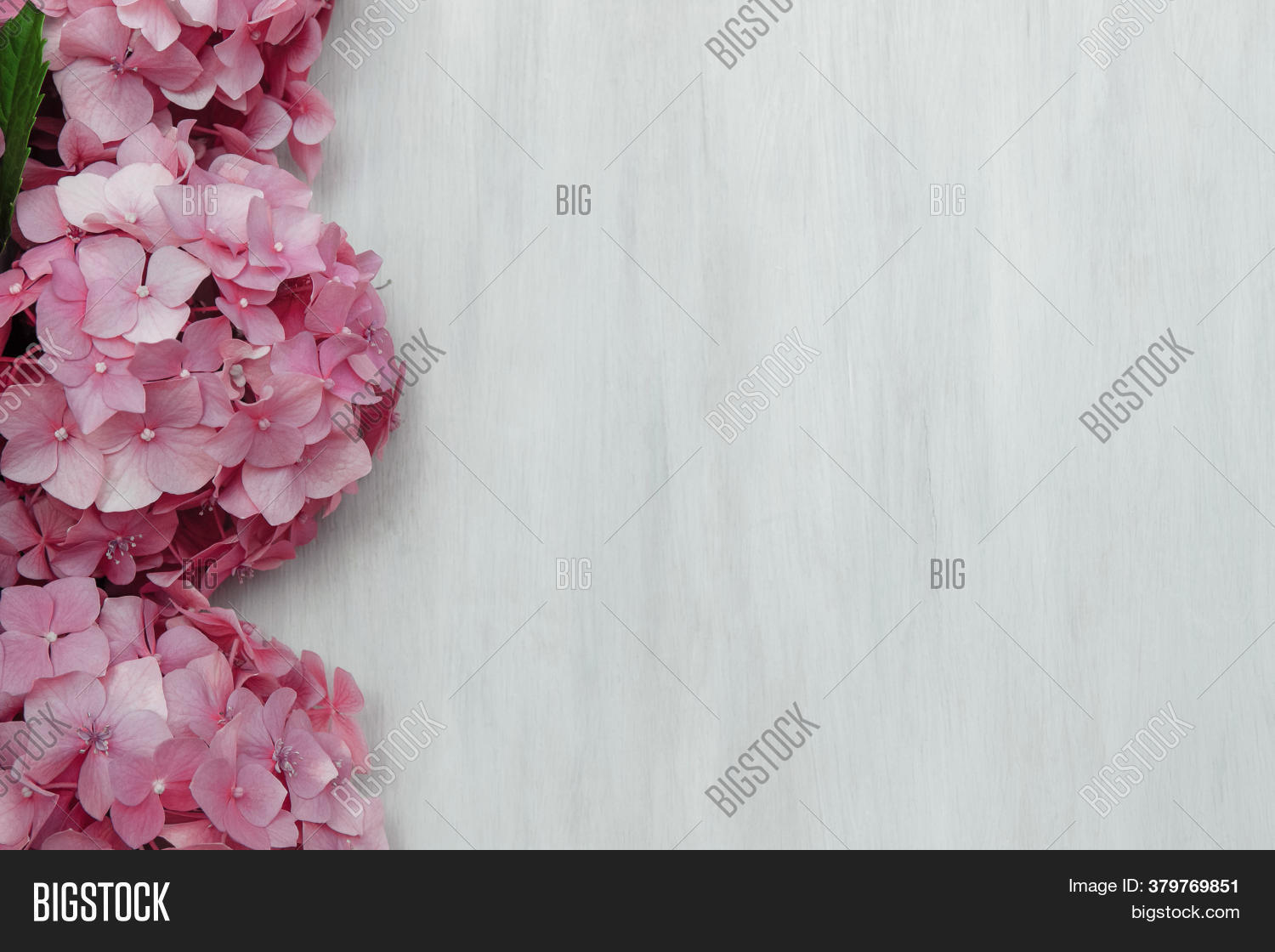 Frame Pink Hydrangea Image & Photo (Free Trial) | Bigstock