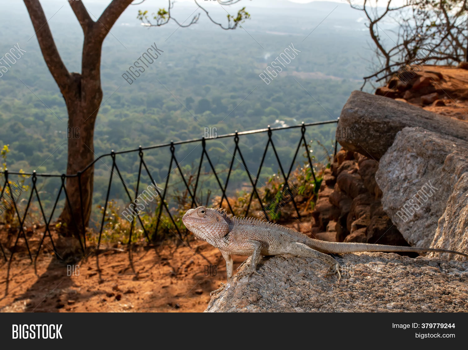Large Gray Lizard Sits Image & Photo (Free Trial) | Bigstock