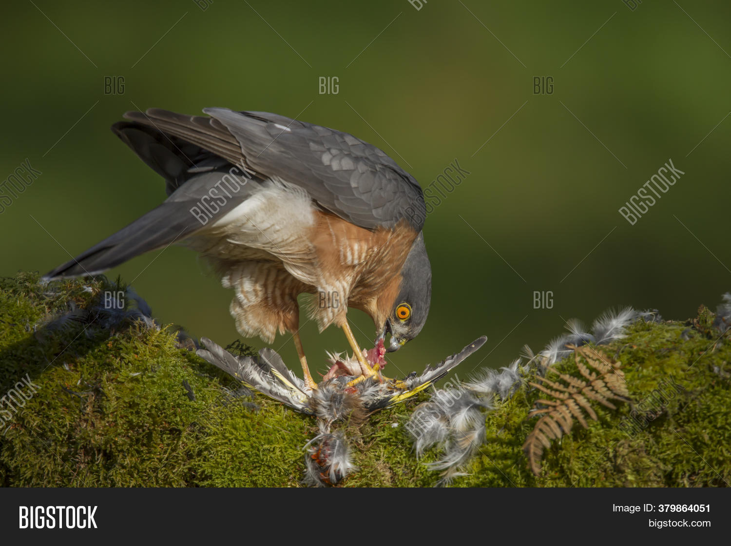 Bird Prey - Image & Photo (Free Trial) | Bigstock