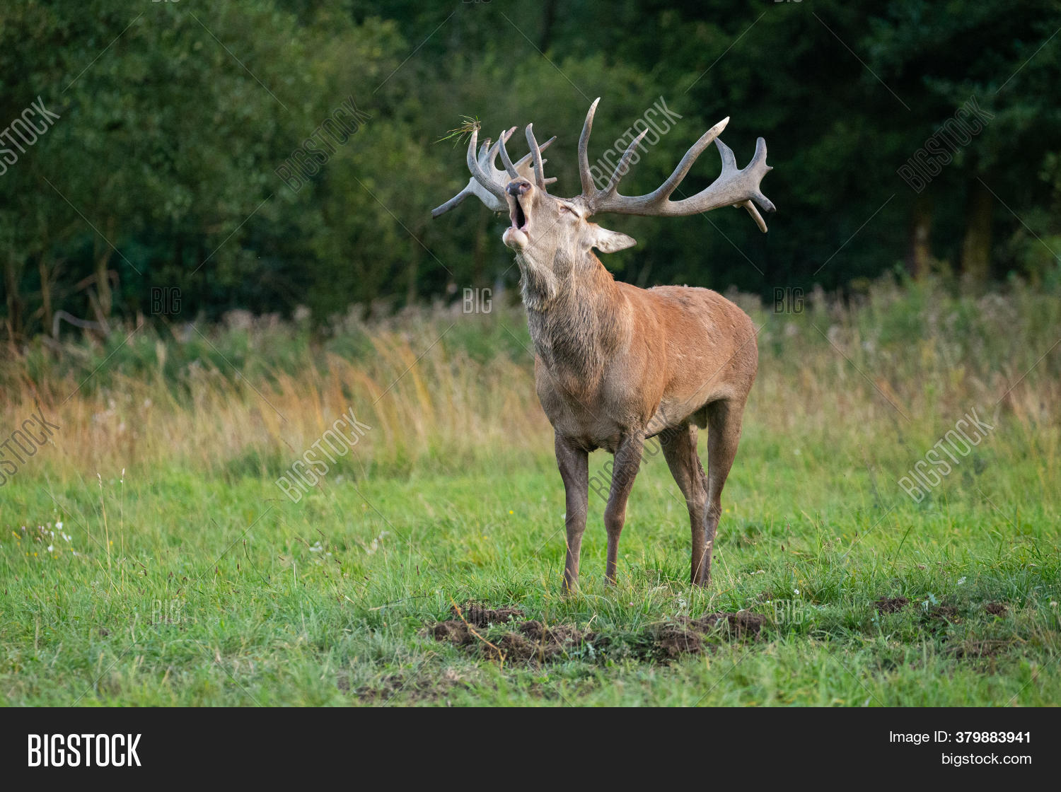 Red Deer Nature Image & Photo (Free Trial) | Bigstock