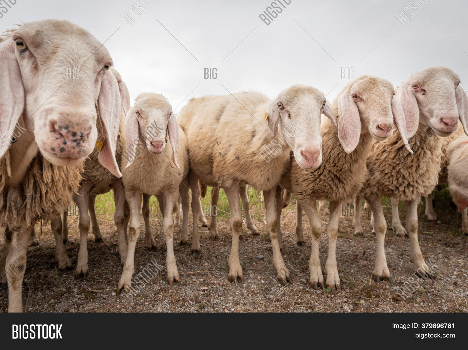 White Sheep Looking Image & Photo (Free Trial) | Bigstock