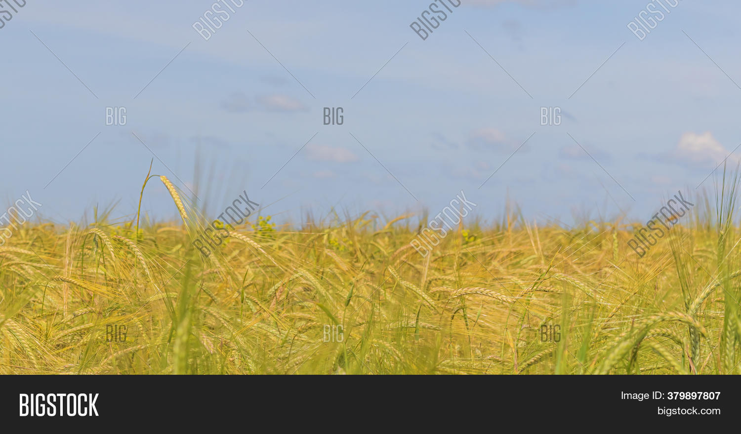 Spikes Ripening Rye On Image & Photo (Free Trial) | Bigstock