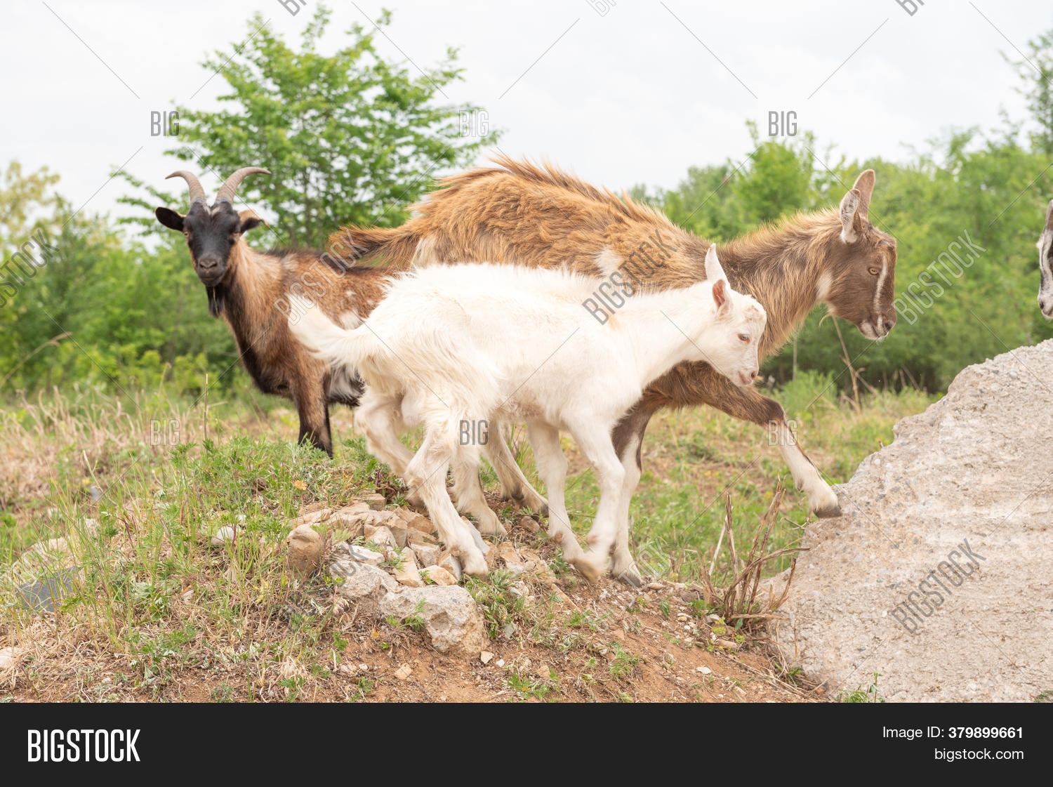 Goat Cubs Playing On Image & Photo (Free Trial) | Bigstock