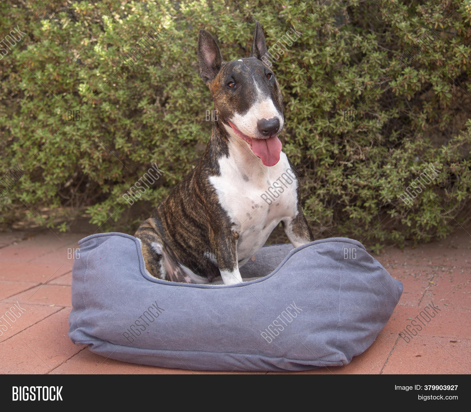 Brindle Bull Terrier Image & Photo (Free Trial) | Bigstock