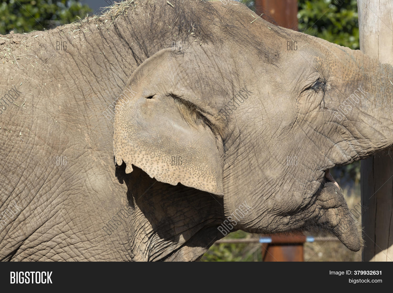 Close Ear Wrinkly Skin Image & Photo (Free Trial) | Bigstock