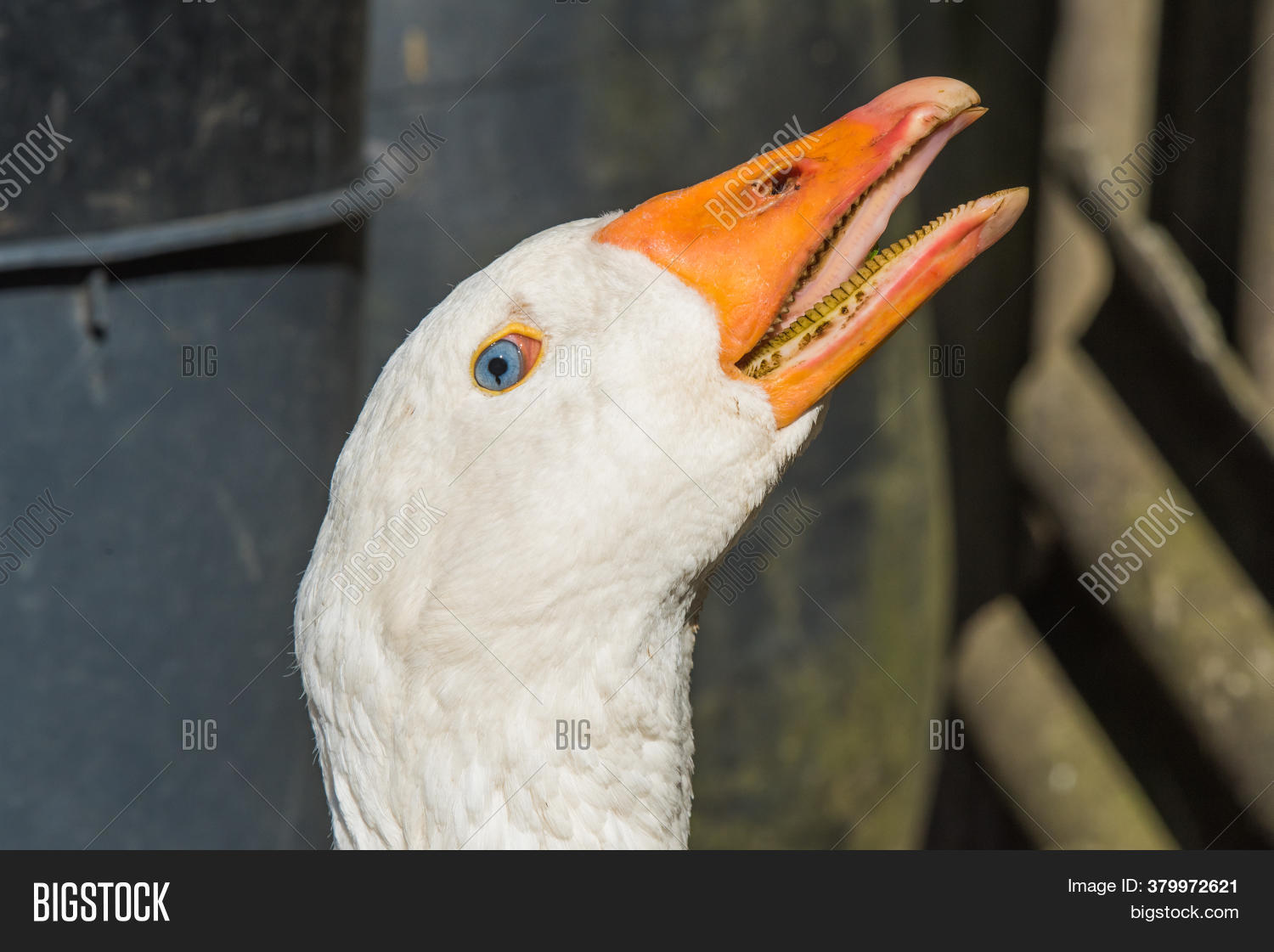 Old White Goose Image & Photo (Free Trial) | Bigstock