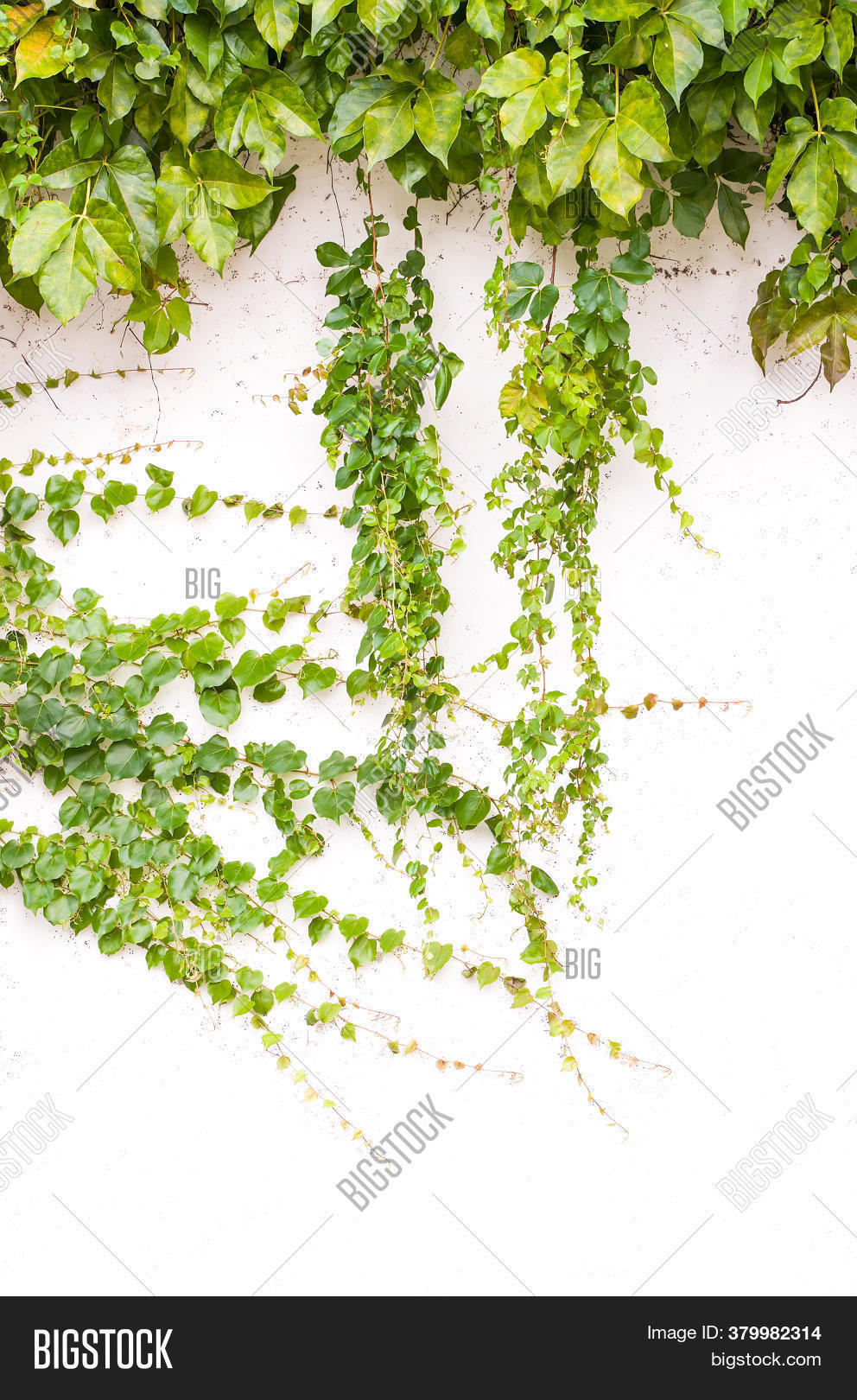 Ivy Isolated On White Image & Photo (Free Trial) | Bigstock