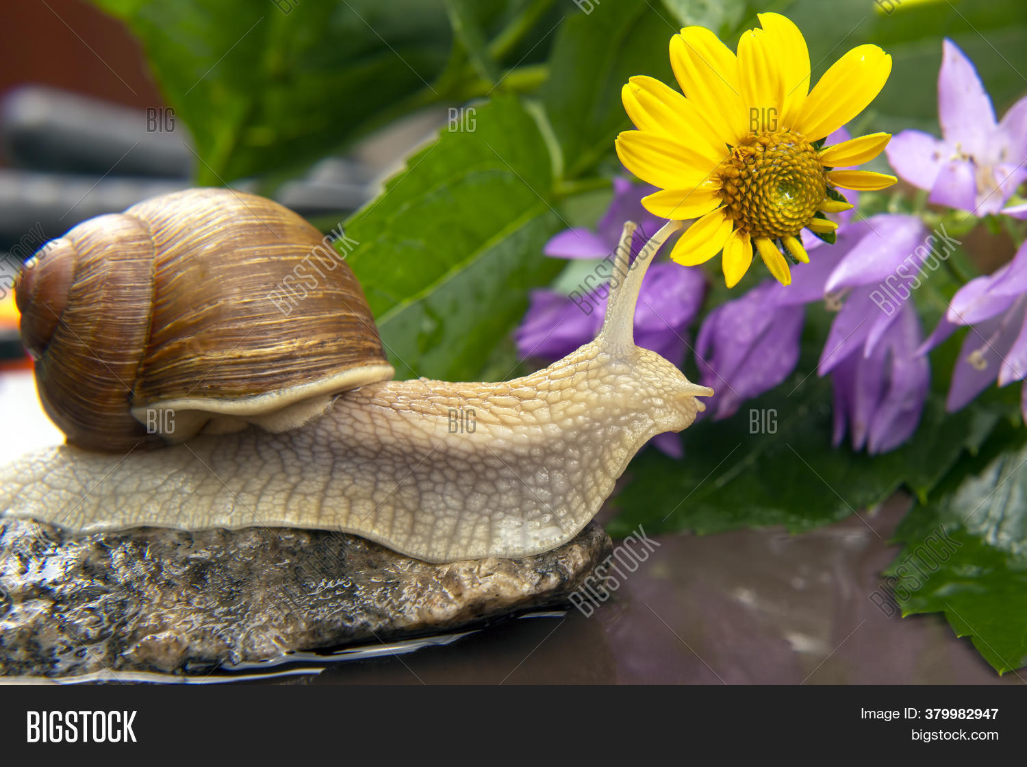 Helix Pomatia. Snail Image & Photo (Free Trial) | Bigstock