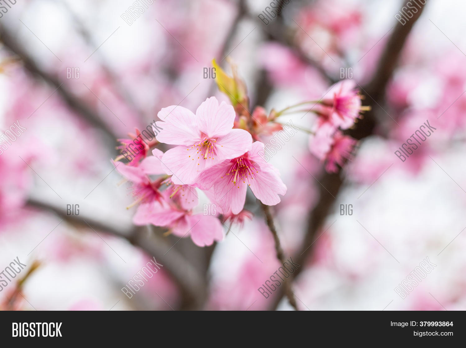 Blossoming Sakura Image & Photo (Free Trial) | Bigstock