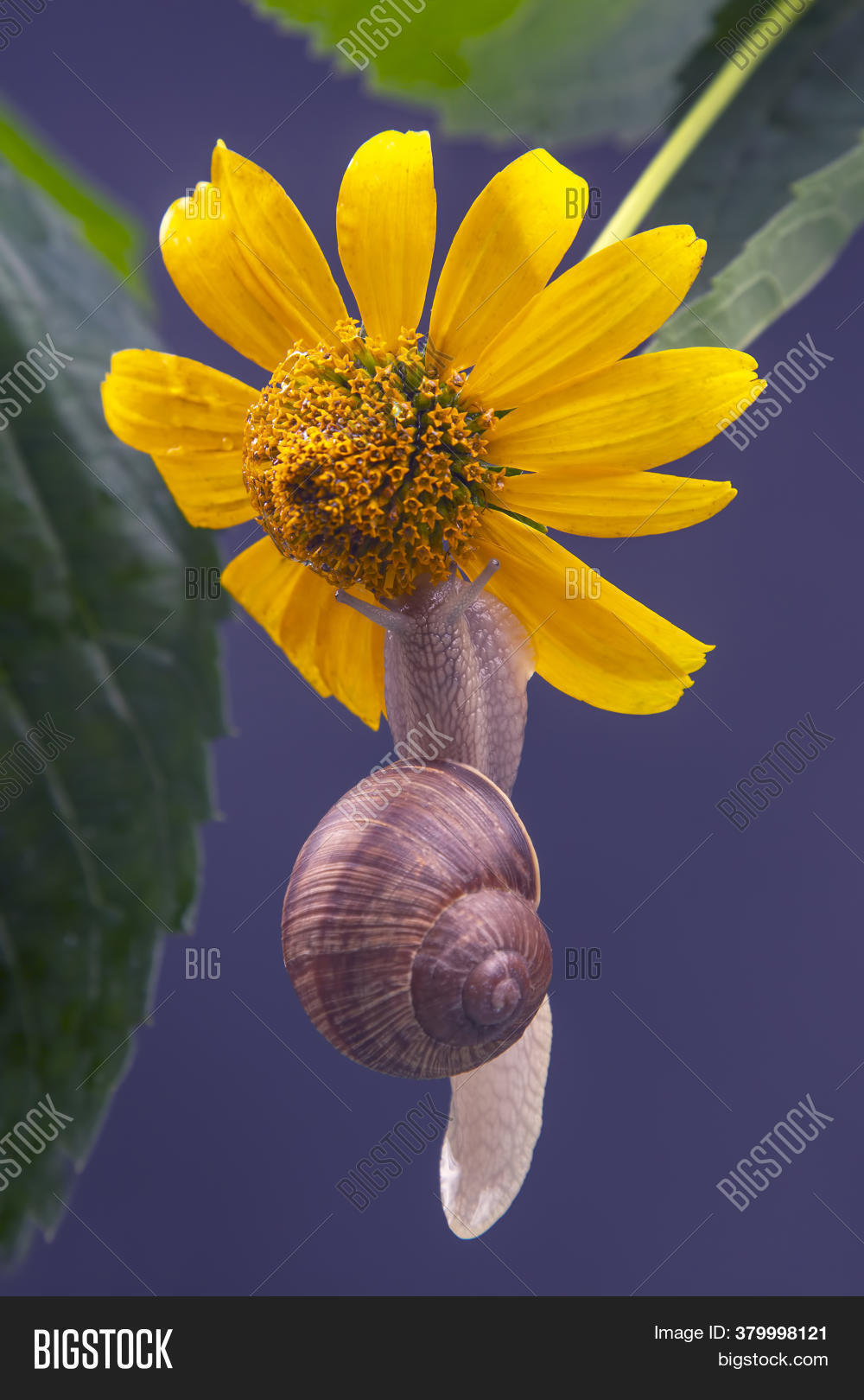 Helix Pomatia. Snail Image & Photo (Free Trial) | Bigstock