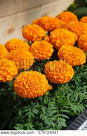 Marigolds Orange Color Image & Photo (Free Trial) | Bigstock