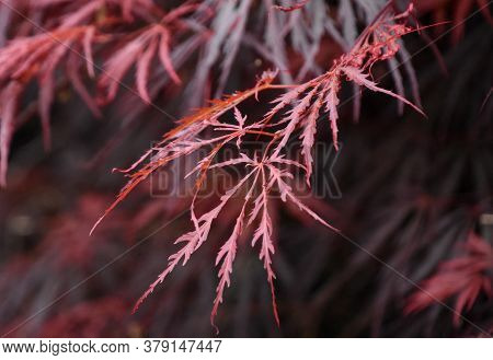 Look Pretty Leaves On Image & Photo (Free Trial) | Bigstock