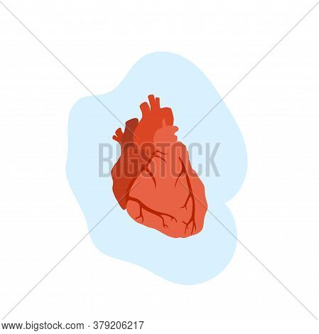 Human Heart. Healthy Vector & Photo (Free Trial) | Bigstock