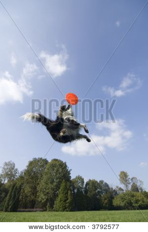 Flying Dog Image & Photo (Free Trial) | Bigstock