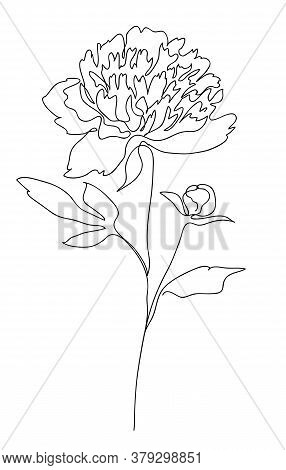 Beautiful Peony Vector & Photo (Free Trial) | Bigstock