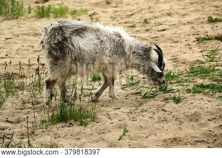 Goat Beautiful Hair Image & Photo (Free Trial) | Bigstock