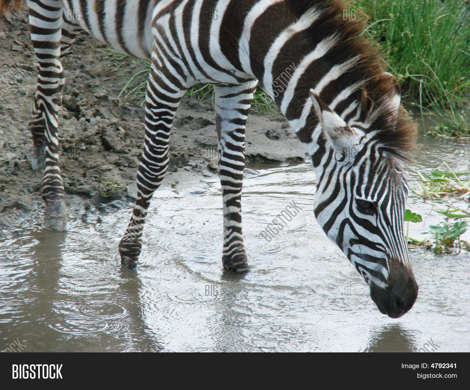 Drinking Zebra Image & Photo (Free Trial) | Bigstock