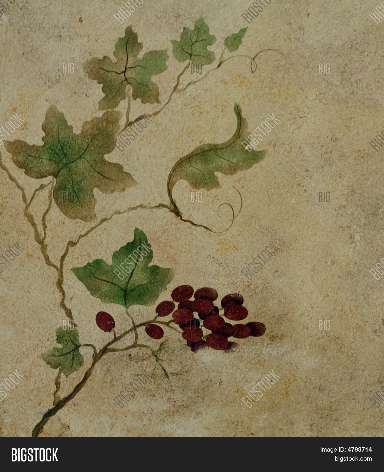 Grapevine Background Image & Photo (Free Trial) | Bigstock