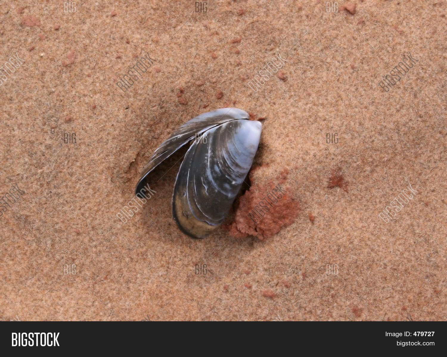 Mussel Shell Image & Photo (Free Trial) | Bigstock
