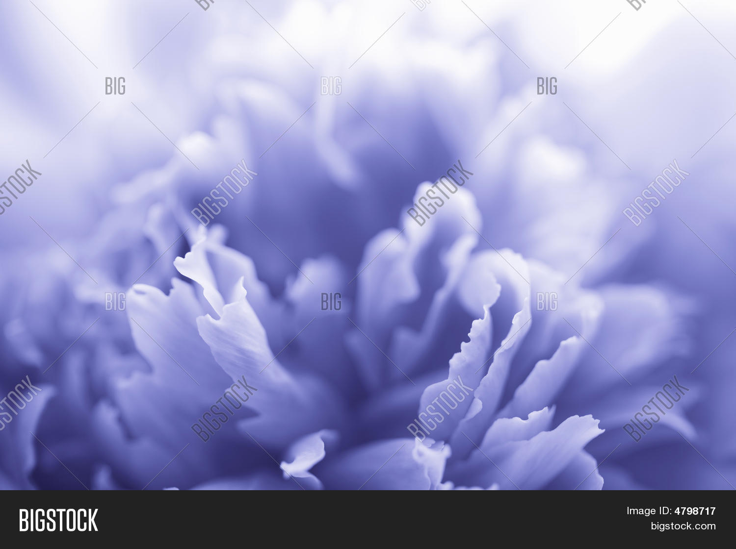 Blue Peony Flower - Image & Photo (Free Trial) | Bigstock