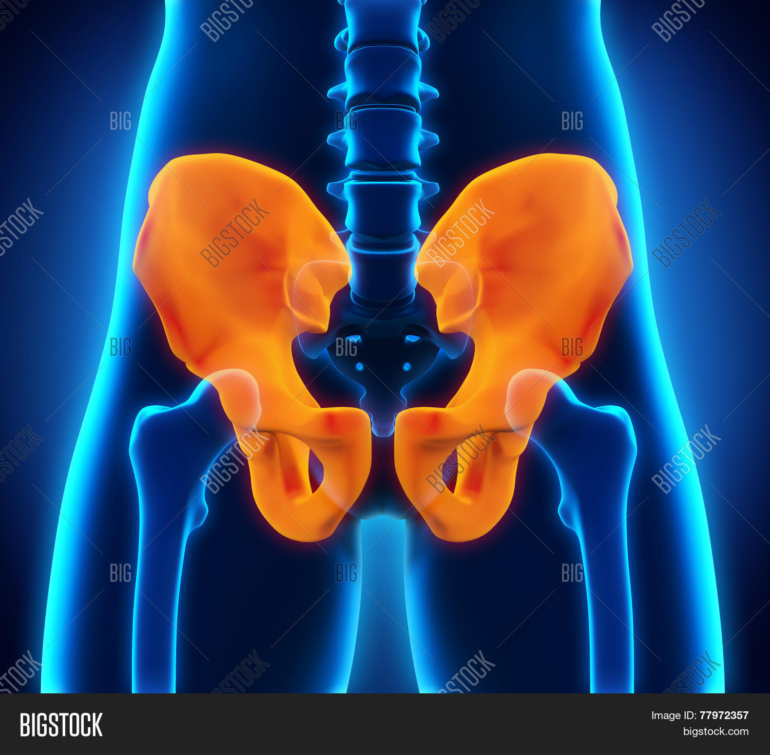 Back Hip Bone Anatomy at Cooper Meares blog