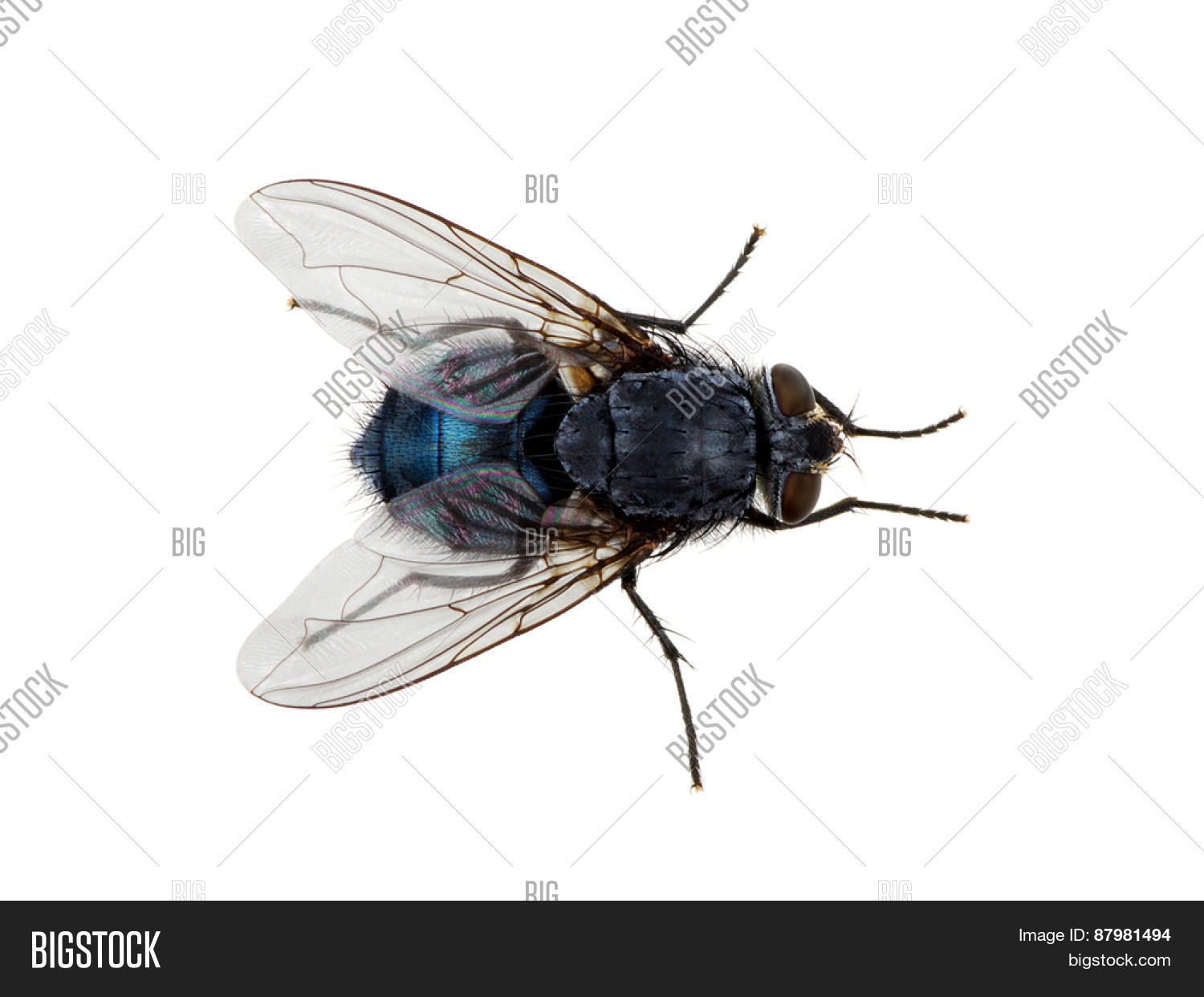 Macro Shot Fly On Image & Photo (Free Trial) | Bigstock