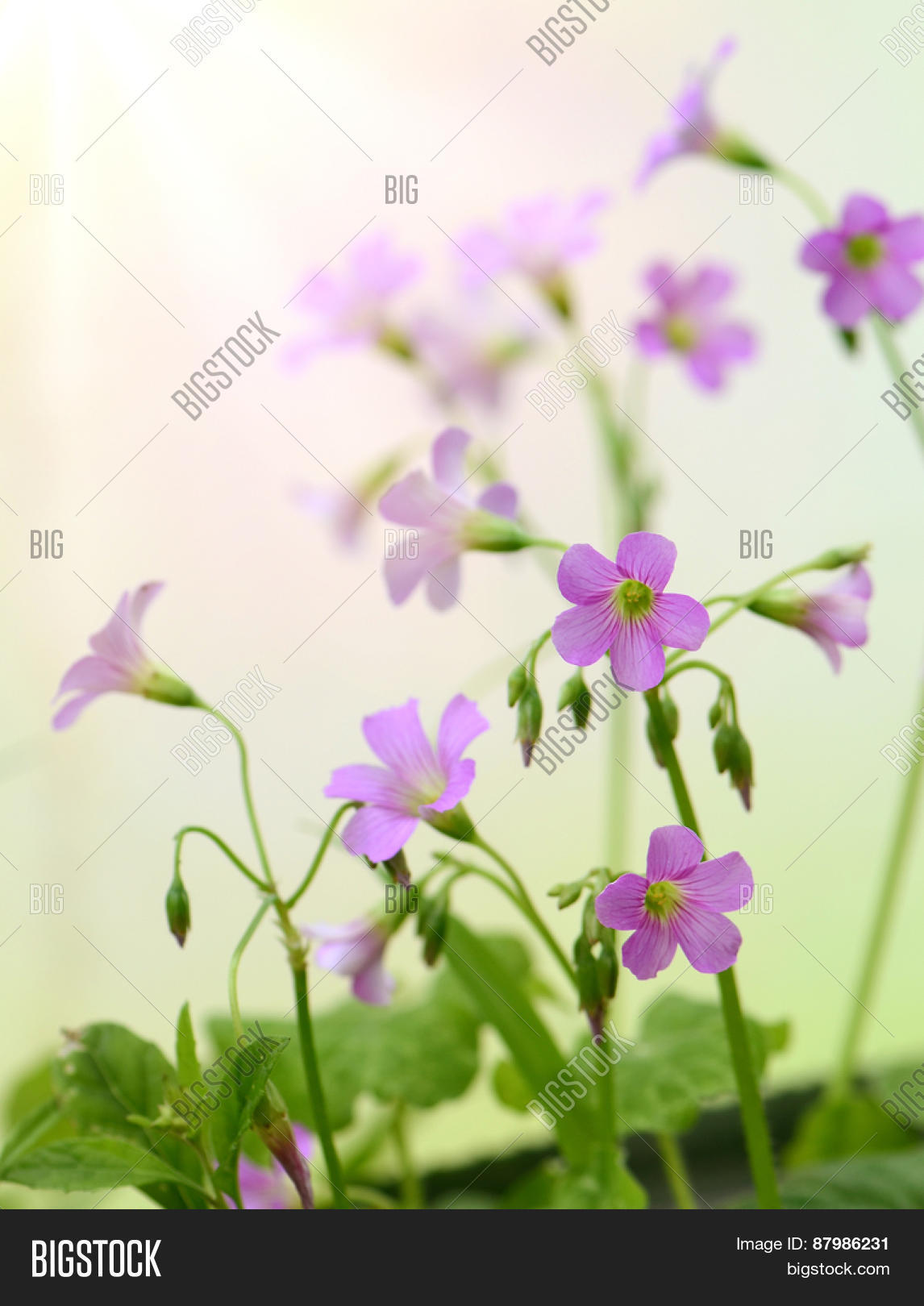 Oxalis Blooming Close Image & Photo (Free Trial) | Bigstock