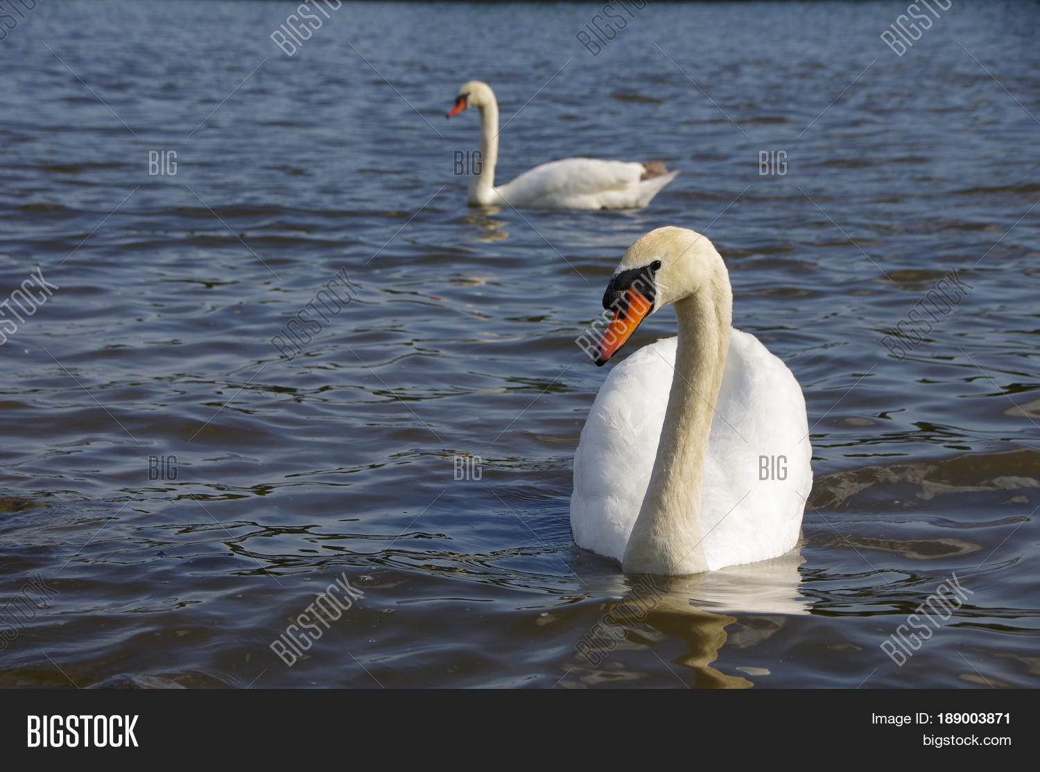 White Swans Swimming Image & Photo (Free Trial) | Bigstock