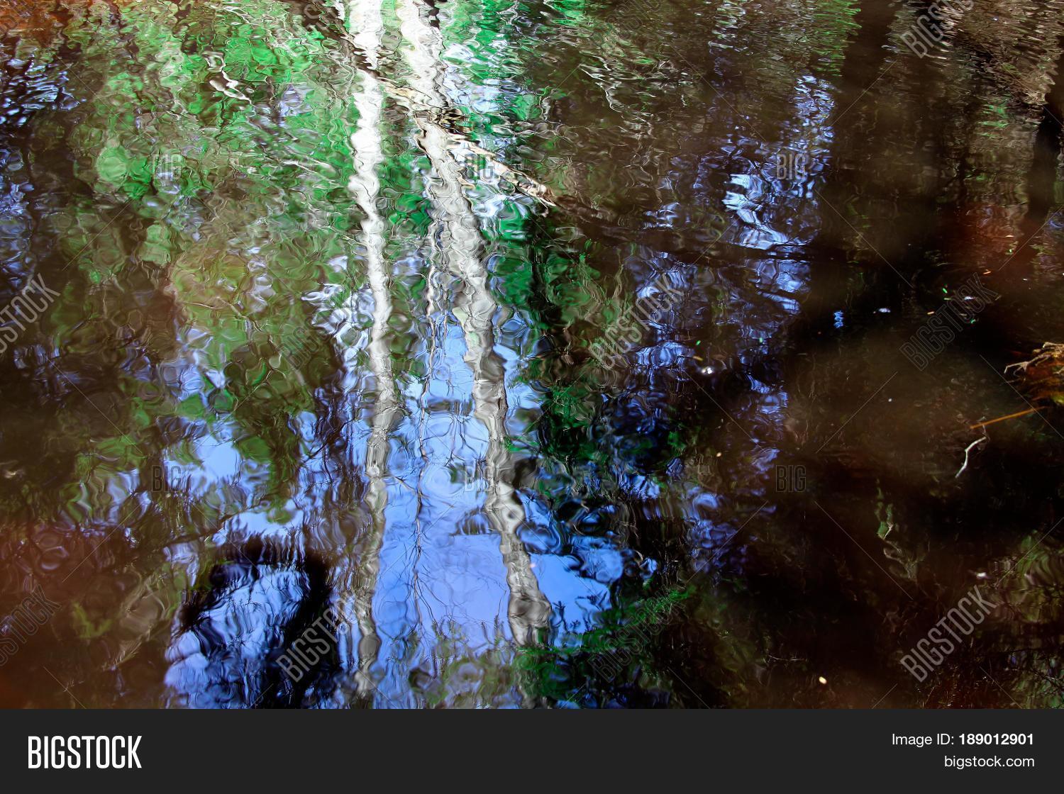 Imagen y foto Reflections Birch (prueba gratis) | Bigstock