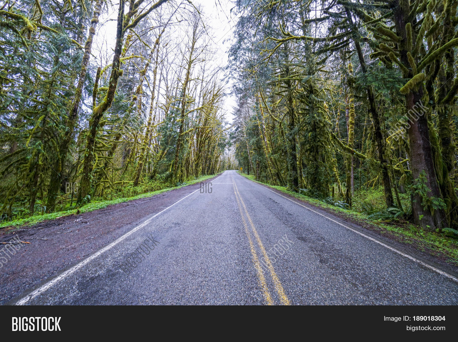 Hoh Road Hoh Rain Image & Photo (Free Trial) | Bigstock