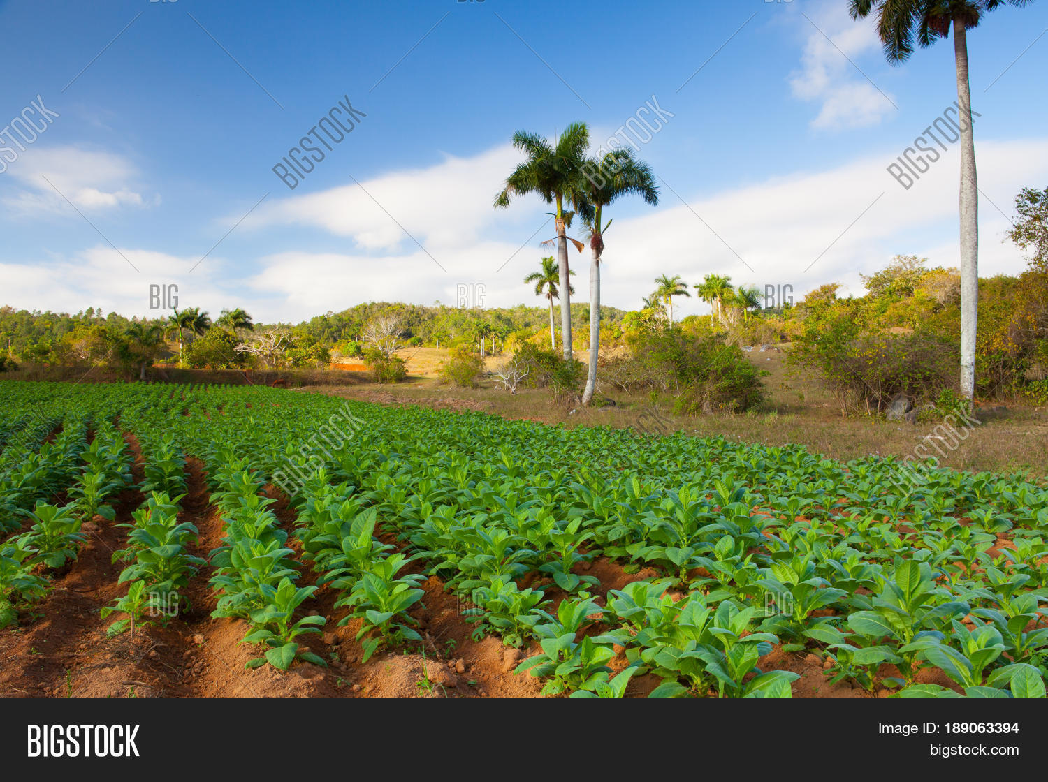 Famous Cuba Farmland Image & Photo (Free Trial) | Bigstock