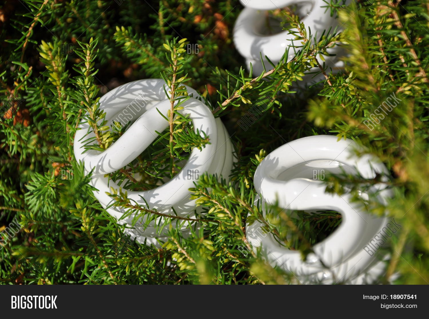 Save Energy Bulb Pine Image & Photo (Free Trial) | Bigstock