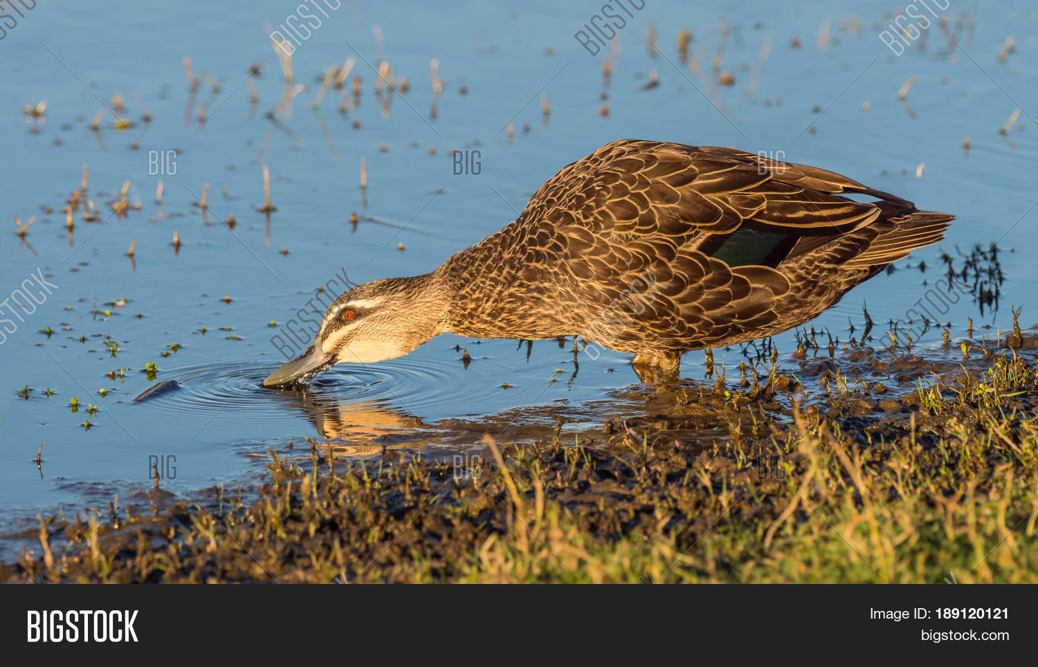 Pacific Black Duck ( Image & Photo (Free Trial) | Bigstock