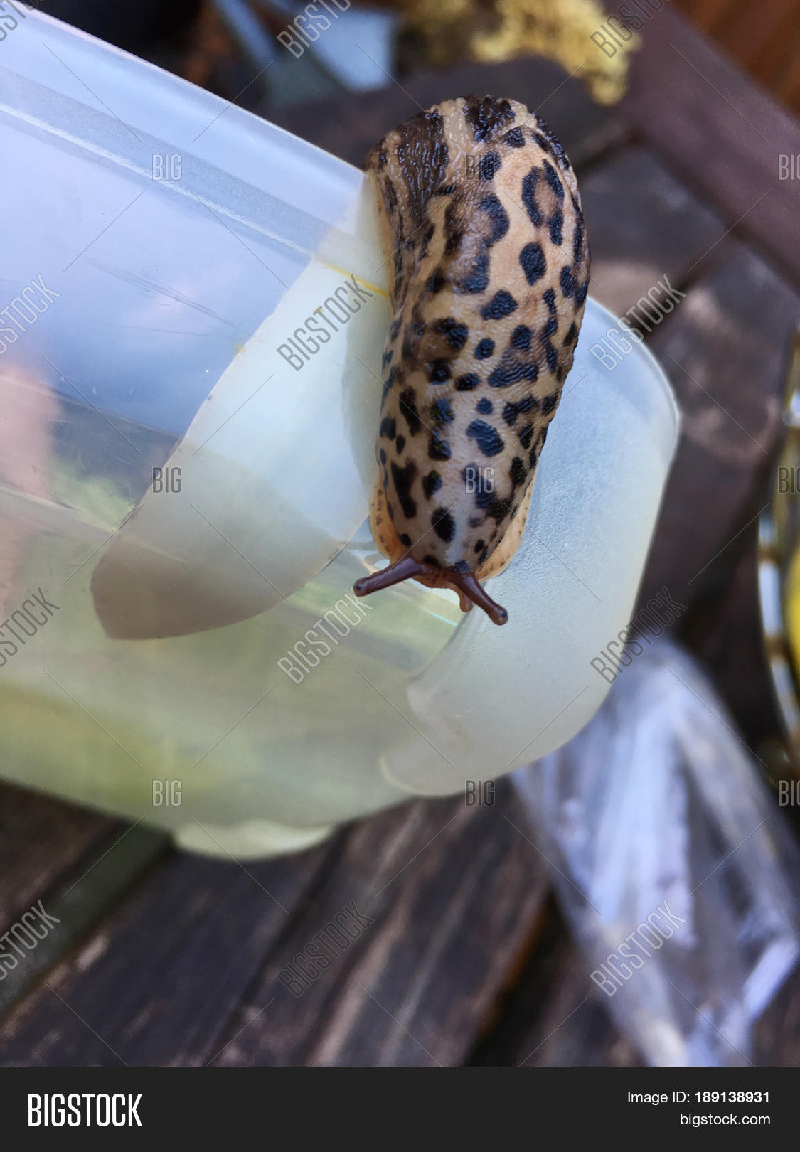 Large Adult Limax Image & Photo (Free Trial) | Bigstock