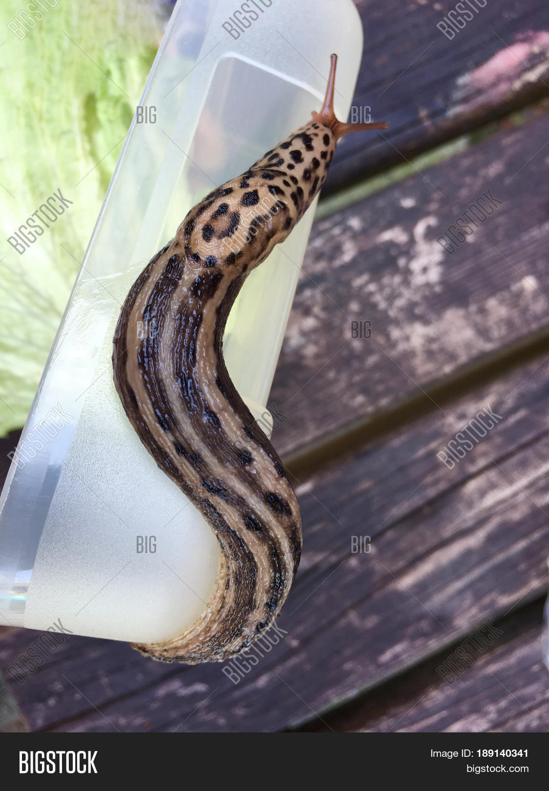 Large Adult Limax Image & Photo (Free Trial) | Bigstock