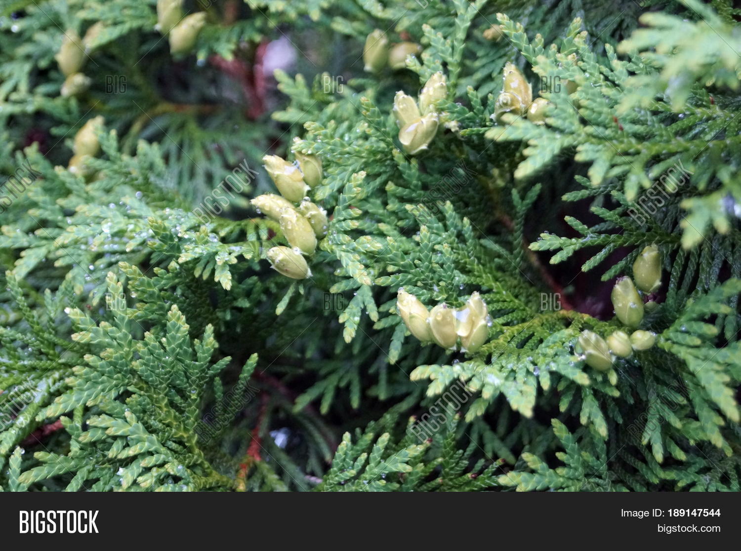 Tree Branch Thuya Image & Photo (Free Trial) | Bigstock