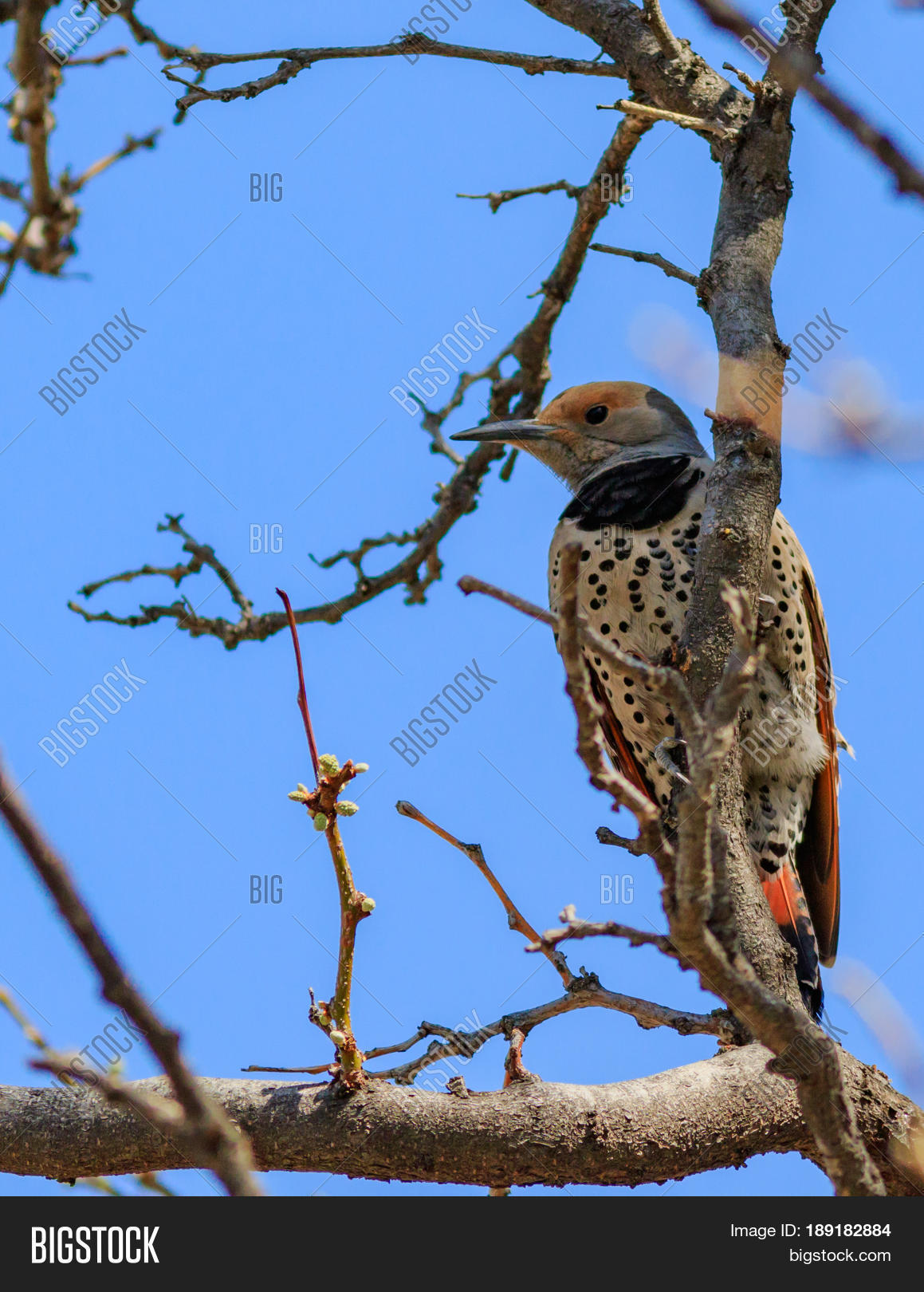 Northern Flicker Image & Photo (Free Trial) | Bigstock