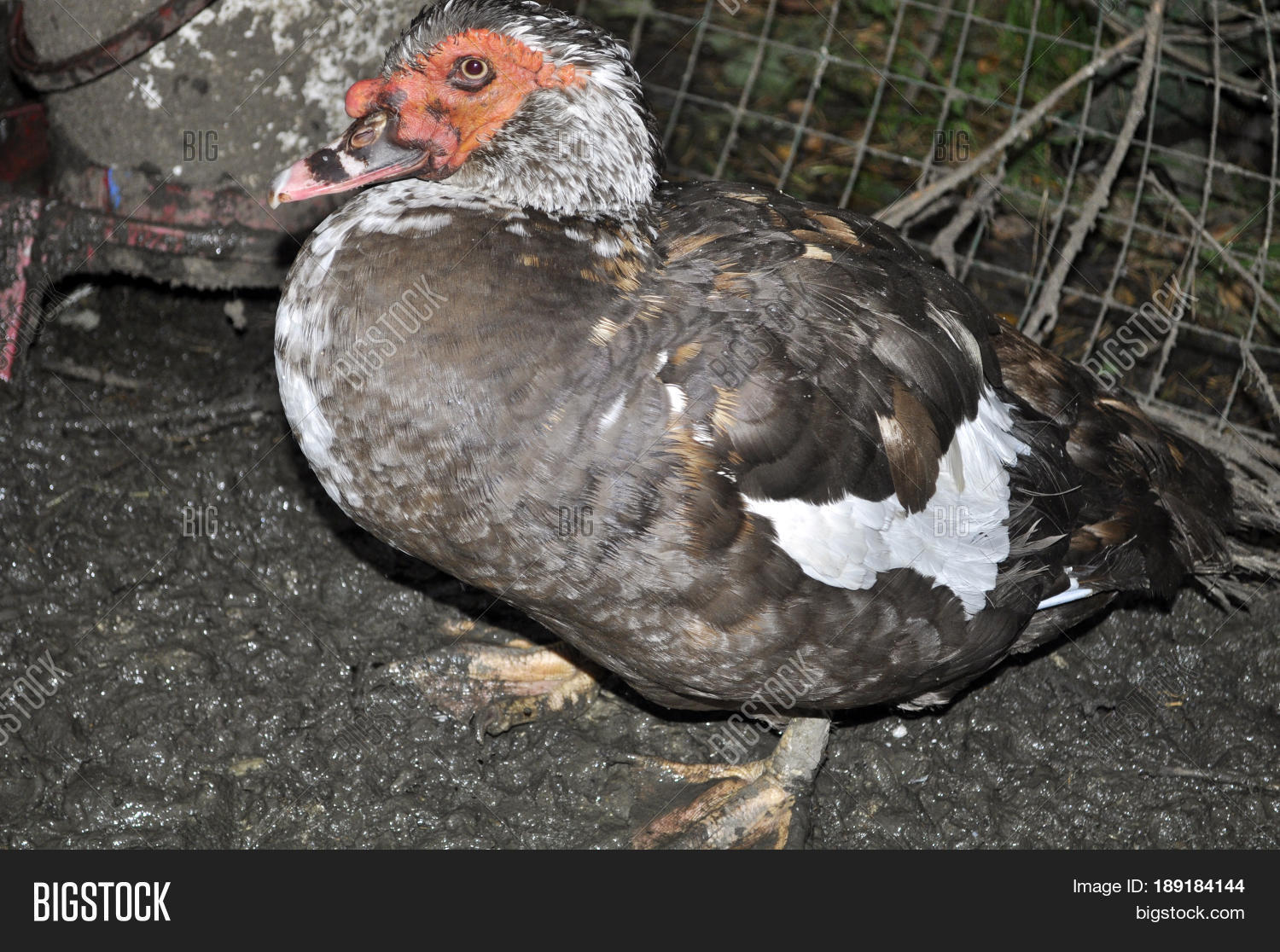 One Musk Indoda Drake Image & Photo (Free Trial) | Bigstock